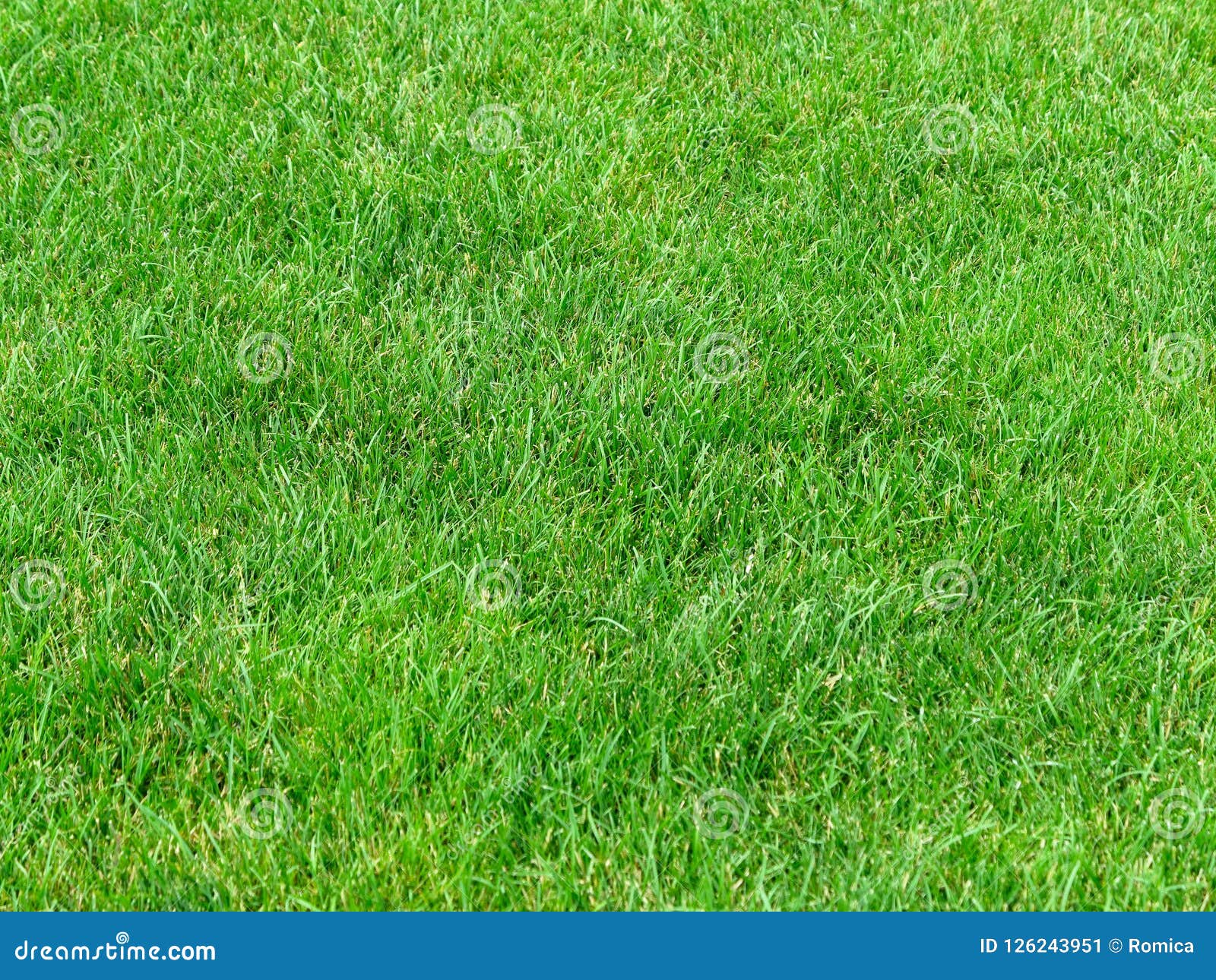 Green Grass Background Lawn Pattern Textured Background Stock Image ...