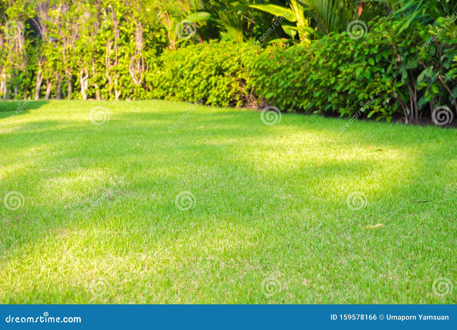 Green Grass Background, Green Lawn Pattern Textured Background, Top ...
