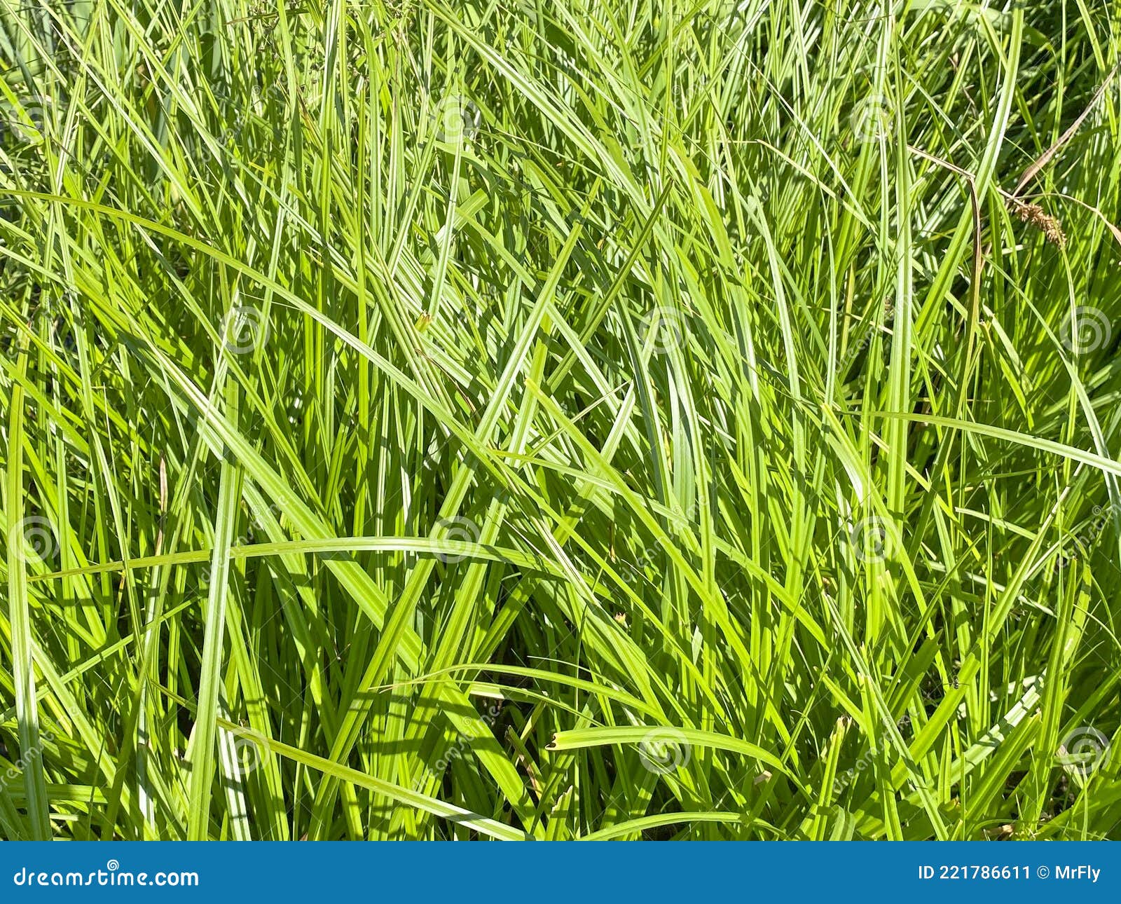 Green Grass Background, Long Grass Stock Image - Image of grass ...