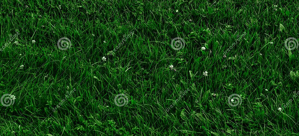 Green Grass Background. Natural Background from Grass Texture Stock ...