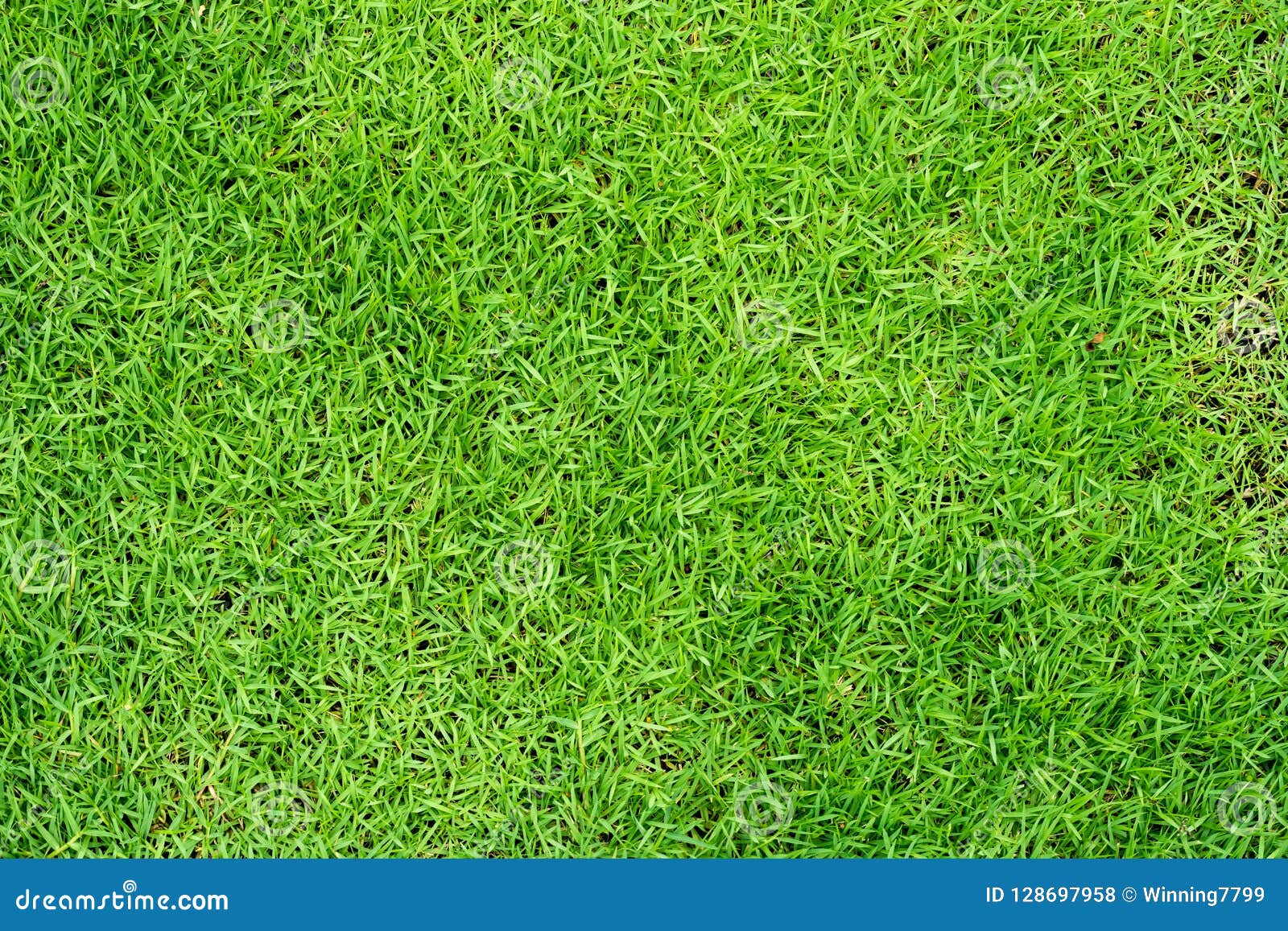 Green Grass Background or Green Natural Wall Texture Stock Photo ...