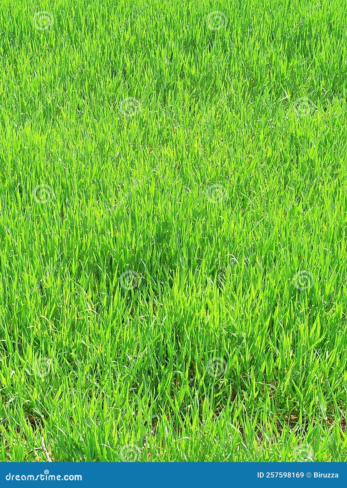 Green Grass. Background, Out of Focus, Blurry Stock Image - Image of ...