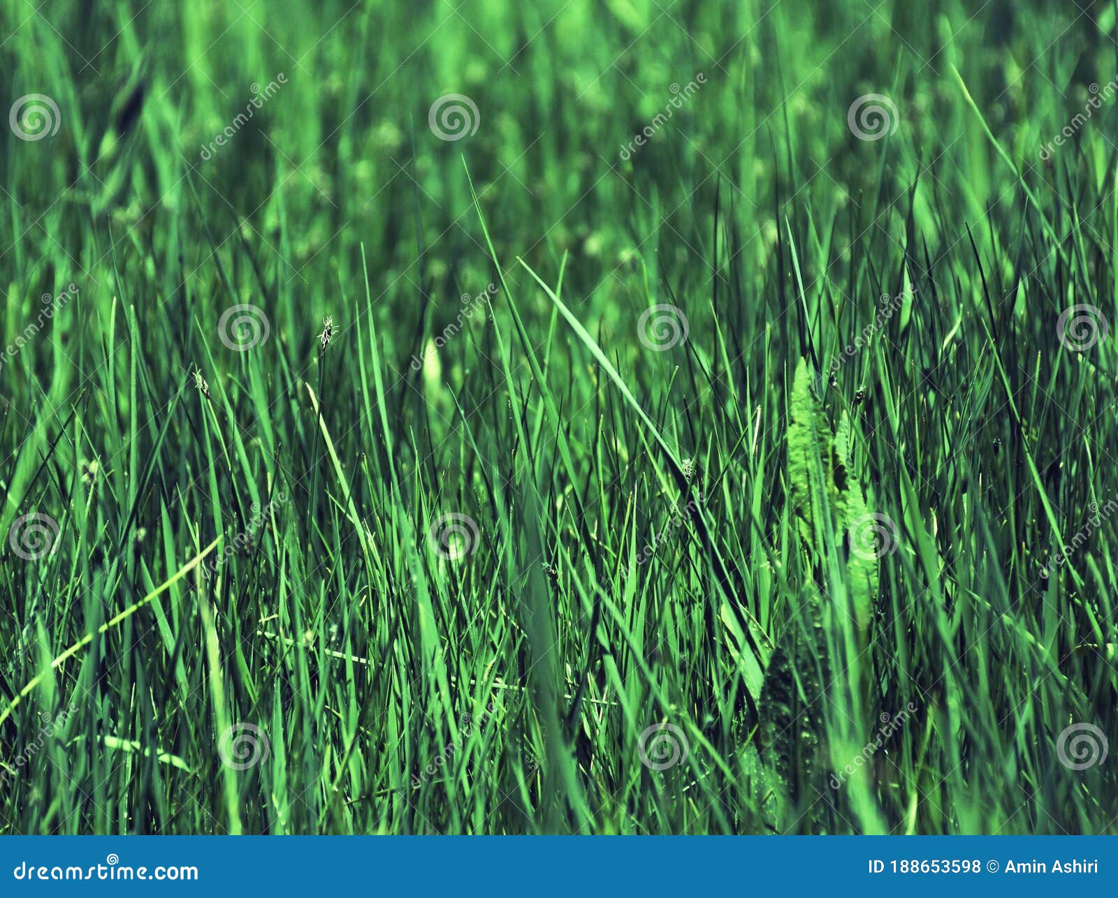 Green Grass Background Pattern Stock Photo - Image of green, effect ...