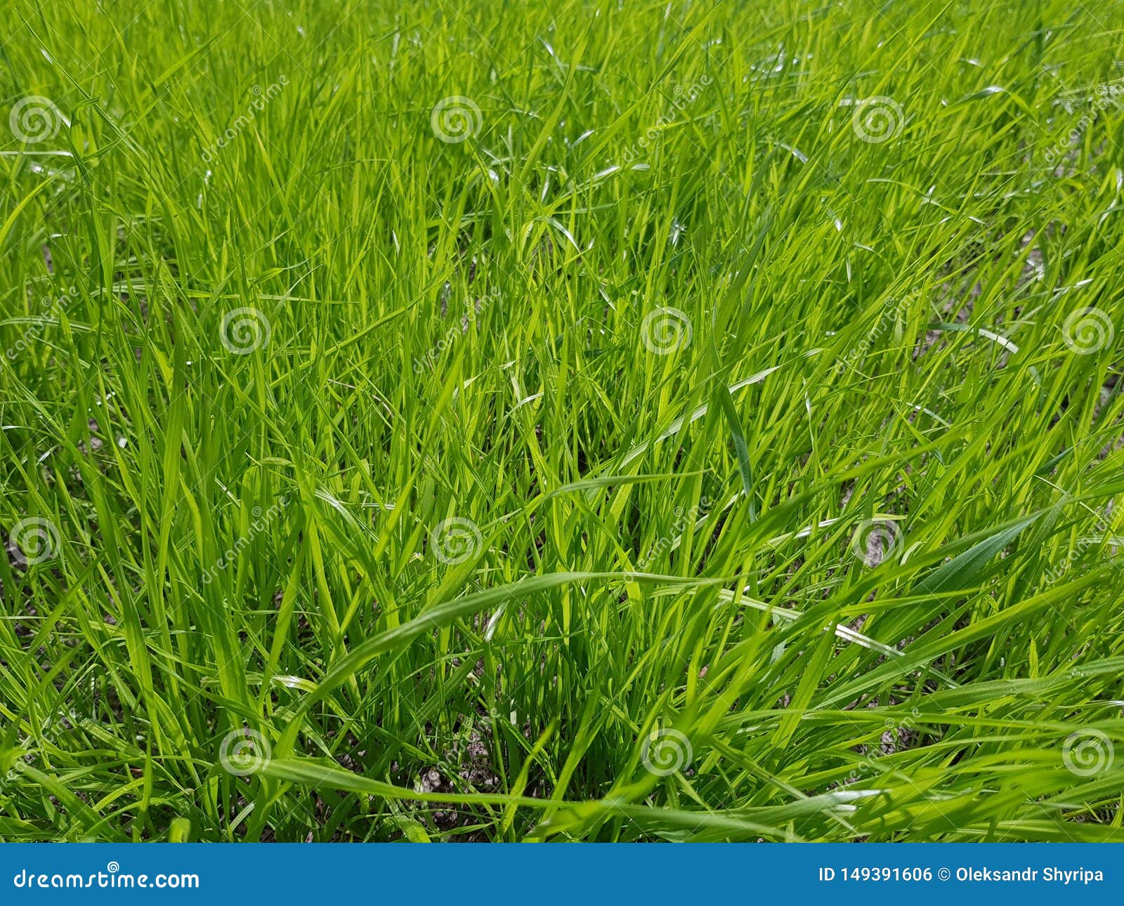 Green grass background stock photo. Image of leaf, environment - 149391606