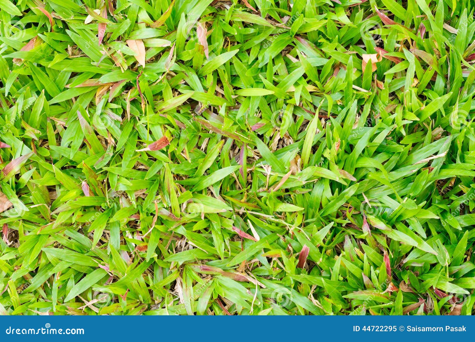 Green grass background stock image. Image of background - 44722295