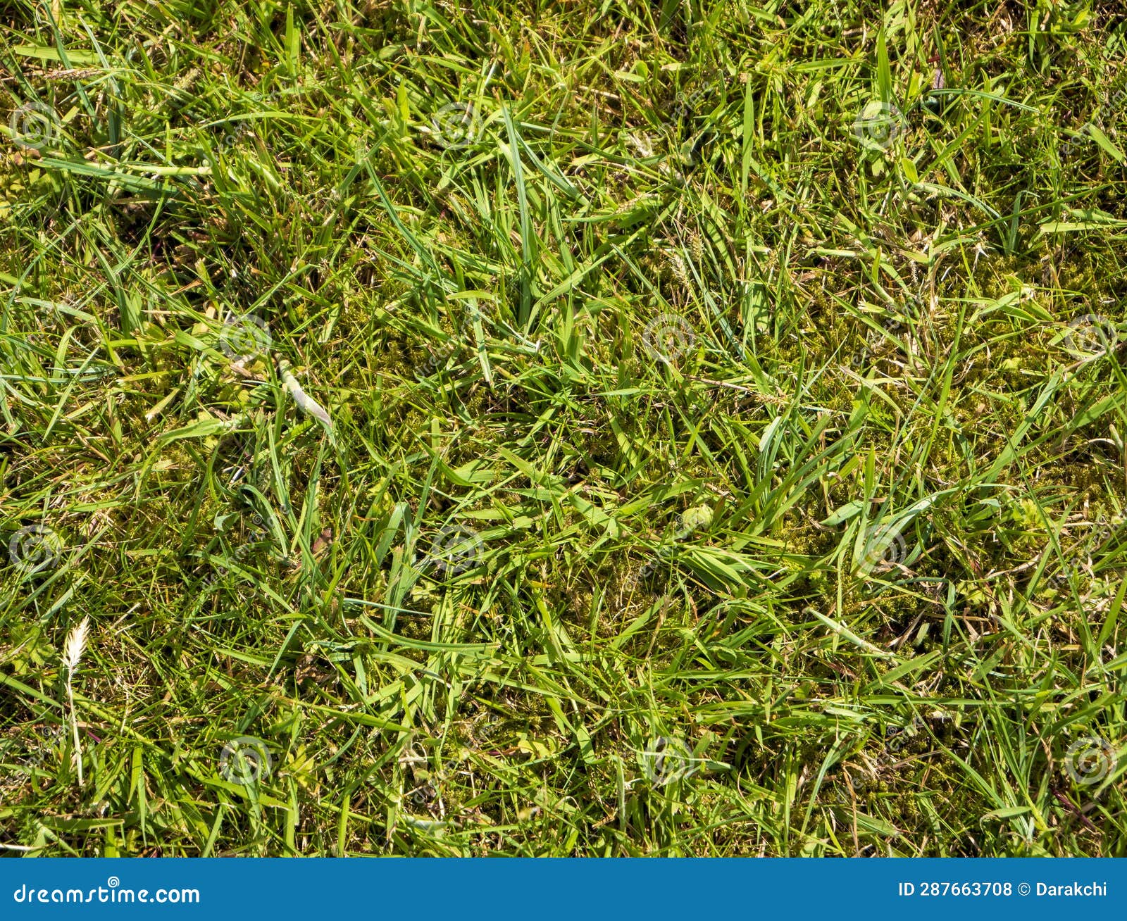 Green Grass Background, Summer Lawn Field Close View Stock Photo ...
