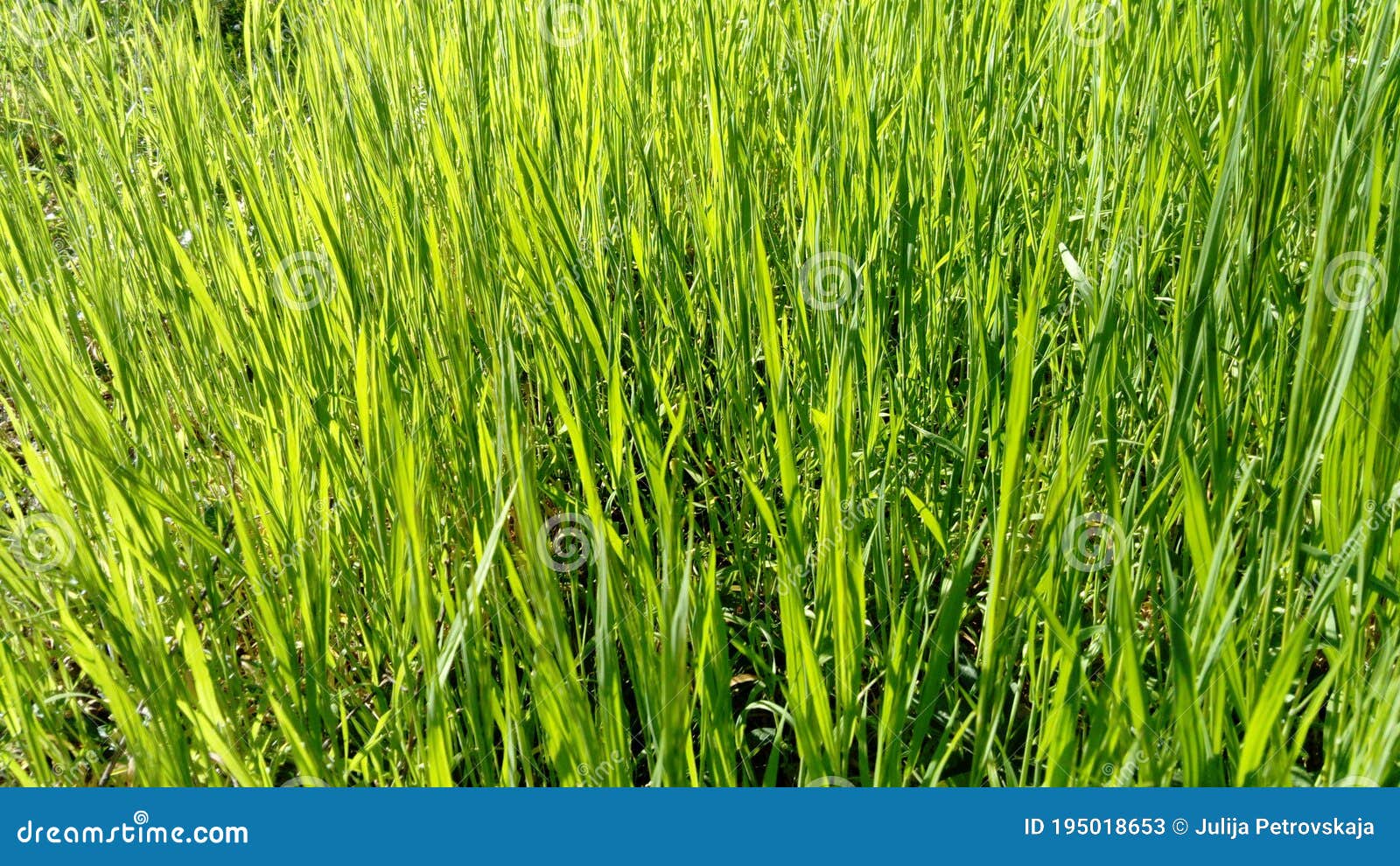 Green Grass Background with Sun Beam. Wheat Field. Winter Crops Crops ...