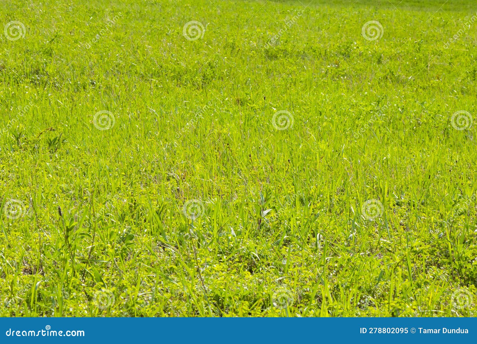 Green Grass Background, Sunlight and Green Color, Shadows and Lights ...