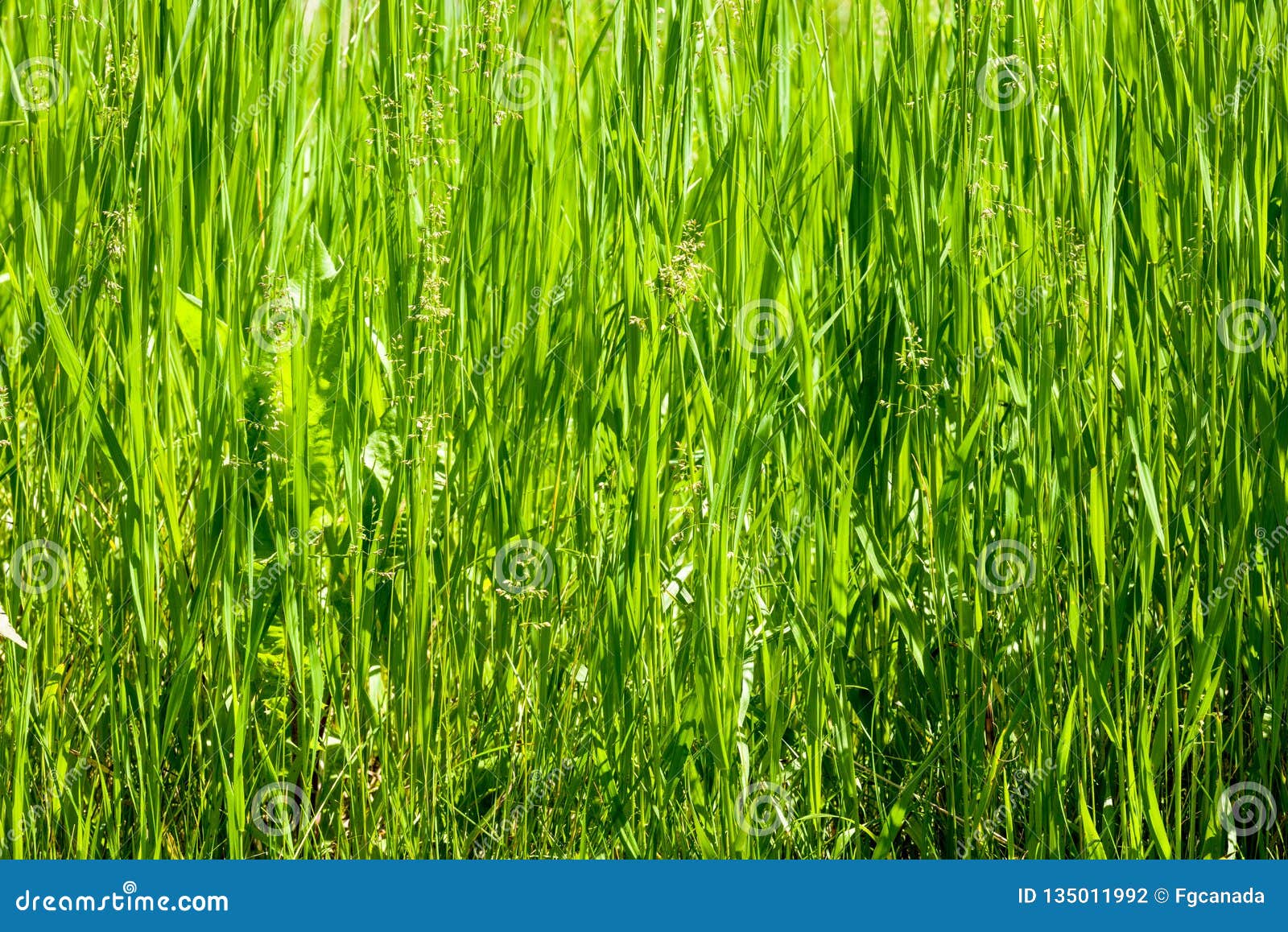 Green Grass Background on Sunny Day Stock Photo - Image of botany ...