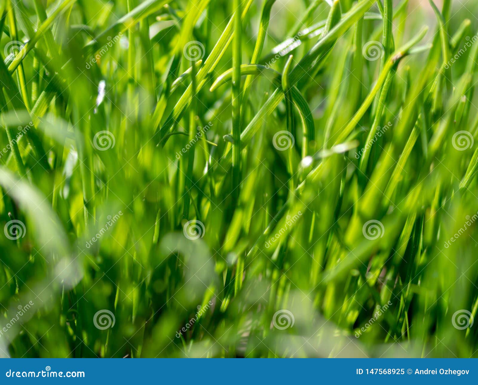Green Grass Background Texture Stock Image - Image of horizontal, leaf ...