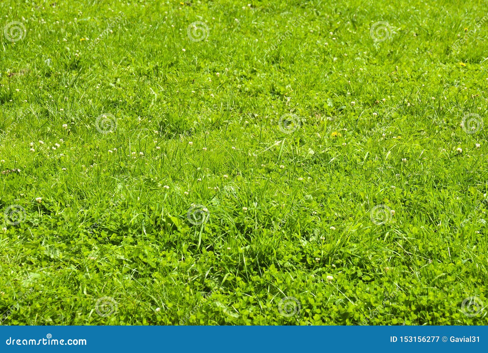 Green Grass Background. Texture with Flowers Stock Image - Image of ...