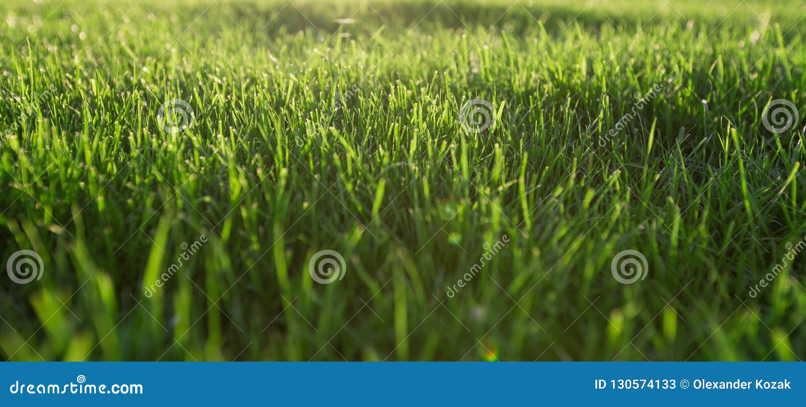 Green Grass Background Texture. Top View. Stock Image - Image of ...