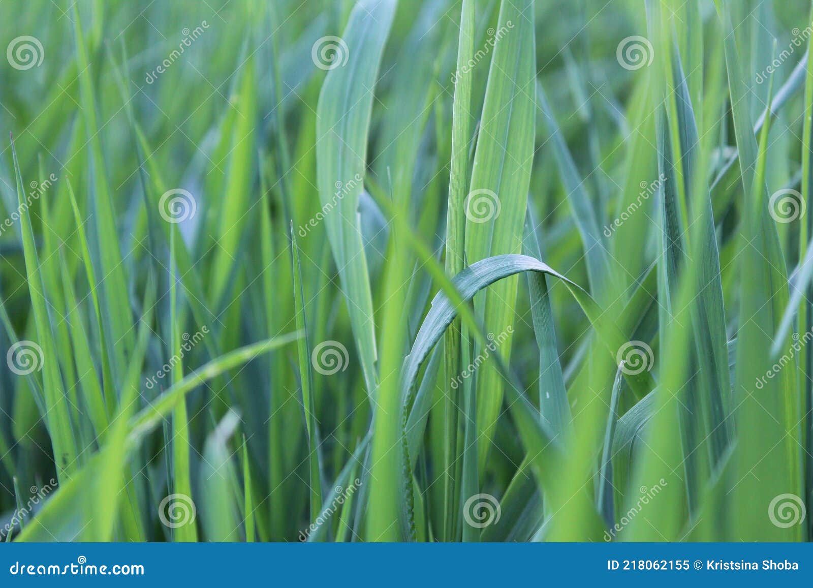 Green Grass Background View from the Side Close Up Stock Image - Image ...