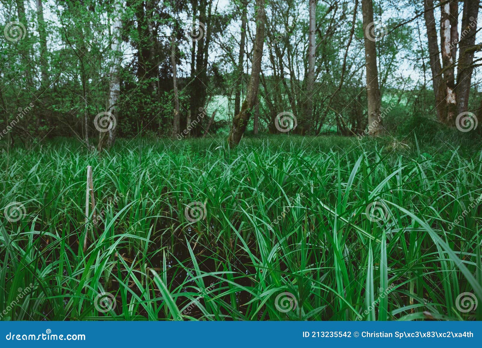 Green Gras in the Bavarian Forest Stock Photo - Image of beauty, light ...