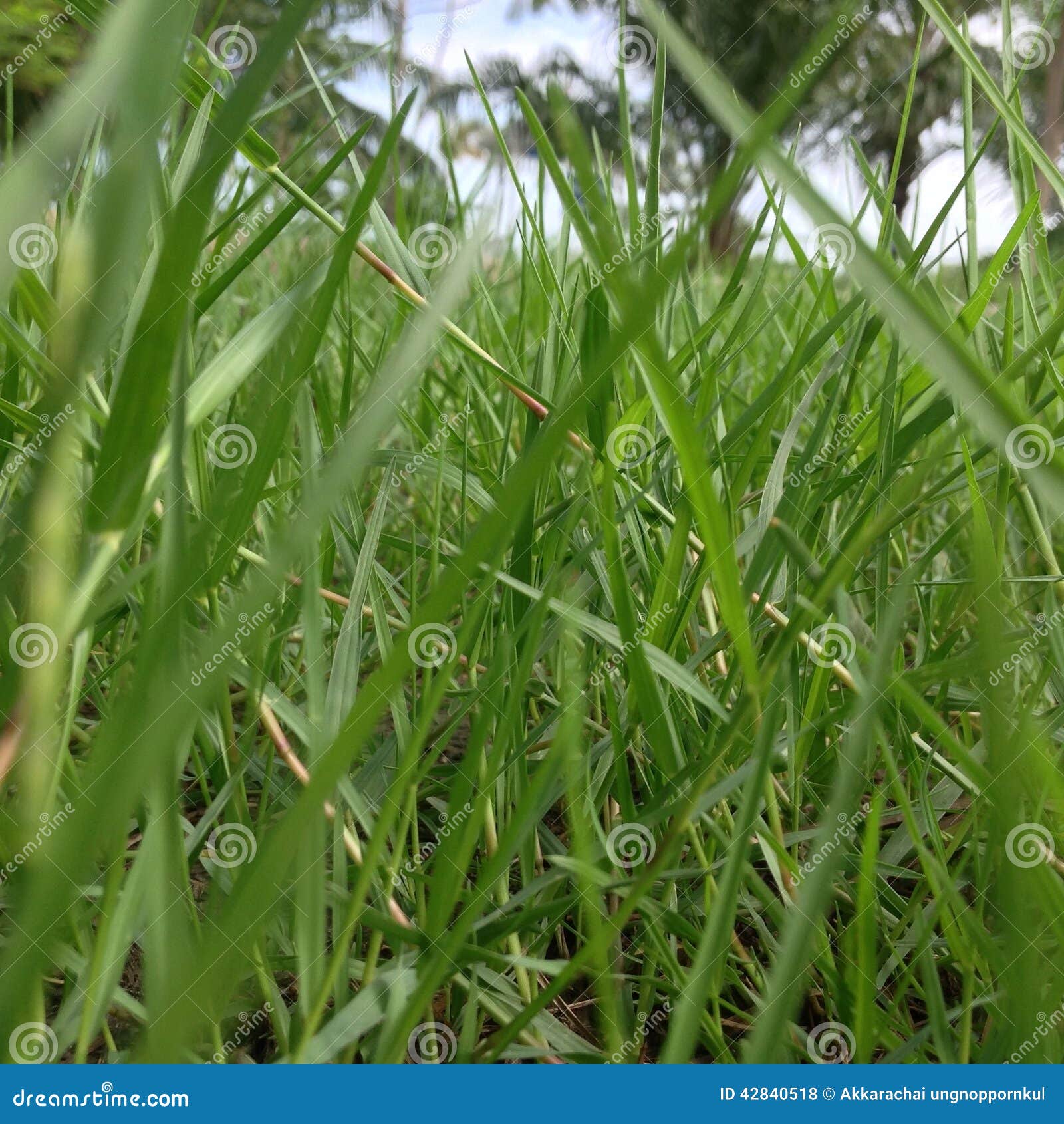 Green grass stock photo. Image of grass, beautiful, garden - 42840518