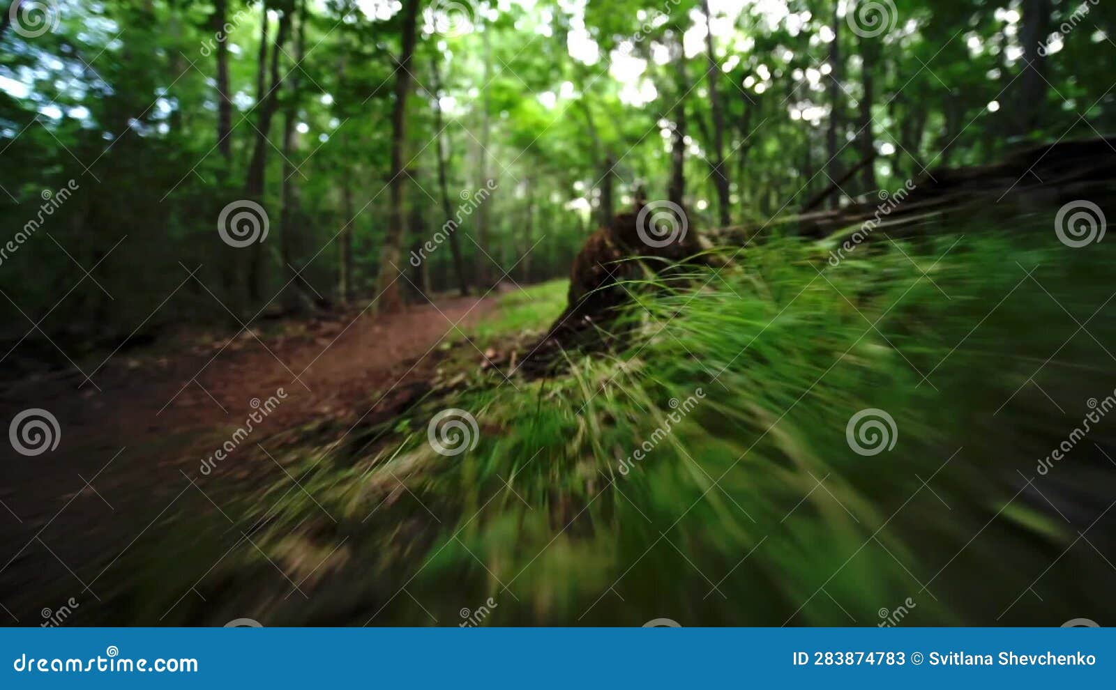 Magical Green Grass in the Summer Forest Stock Video - Video of green ...