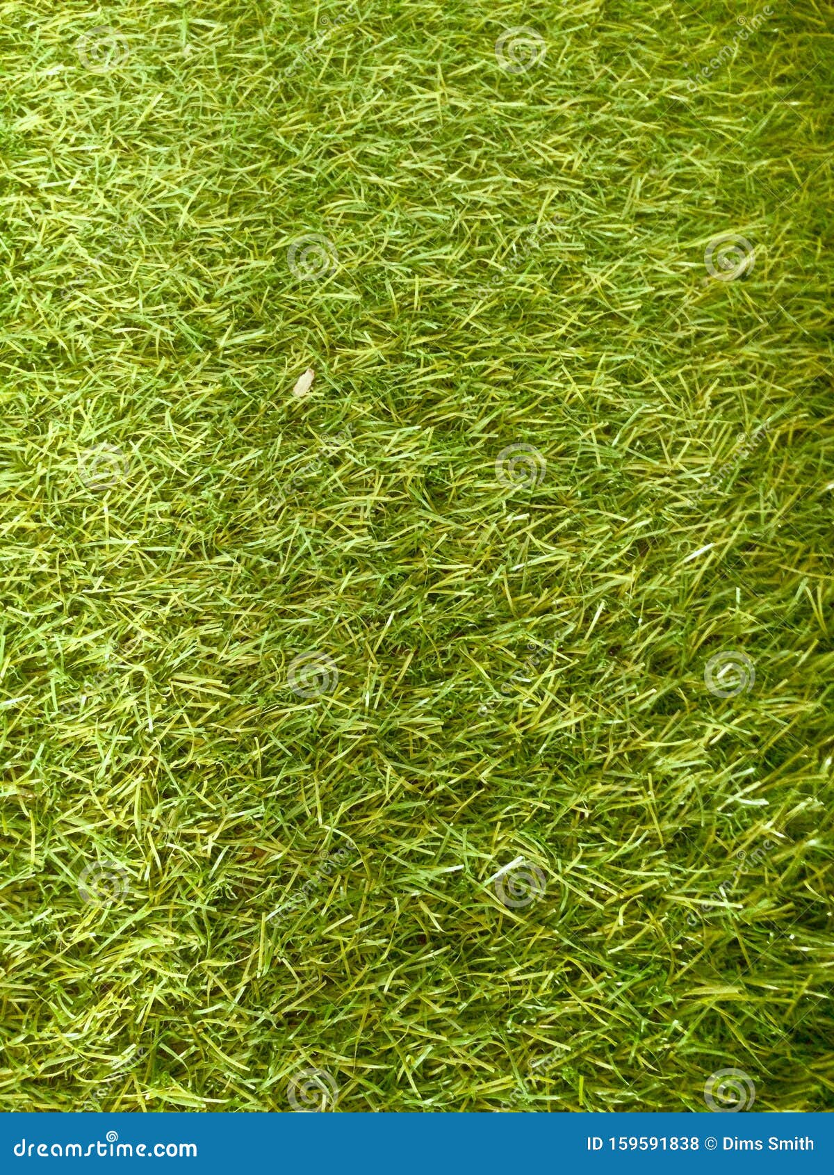Green grass stock photo. Image of beautiful, grass, green - 159591838