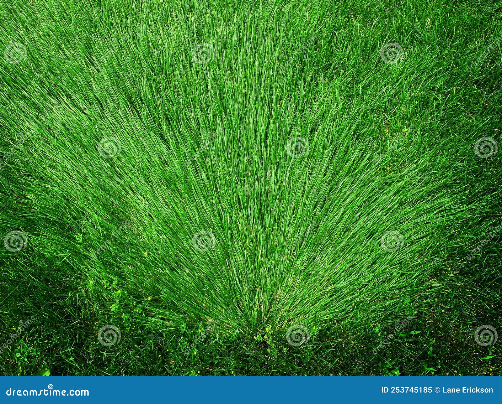 Green Grass Bent Over from Water Flow or Wind Stock Image - Image of ...