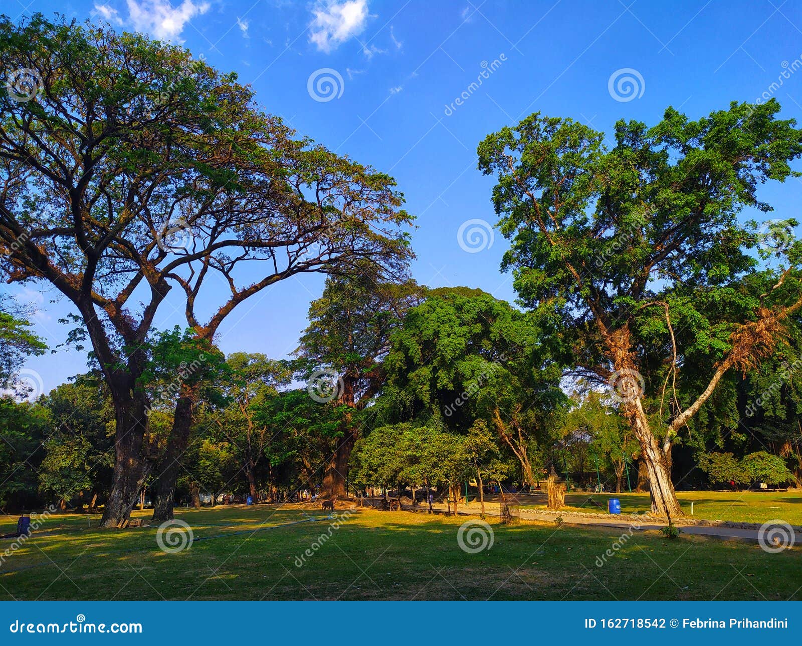 Green Grass with a Big Tree in the Park Stock Photo - Image of scene ...