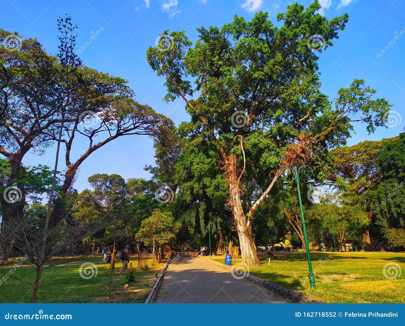 Green Grass with a Big Tree in the Park Stock Photo - Image of season ...