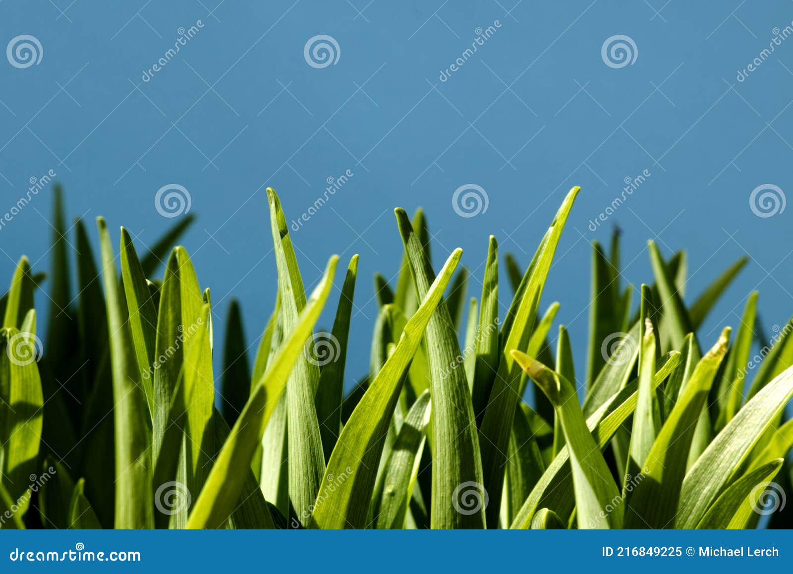 Green Grass on a Blue Background Stock Image - Image of nature, easter ...