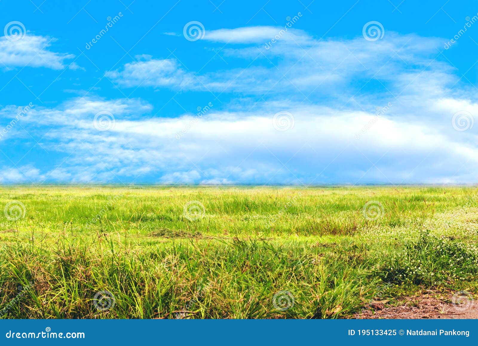 Green grass with blue sky stock image. Image of season - 195133425