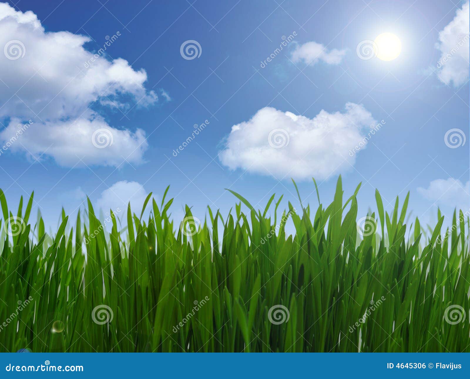 Green grass and blue sky stock photo. Image of nature - 4645306