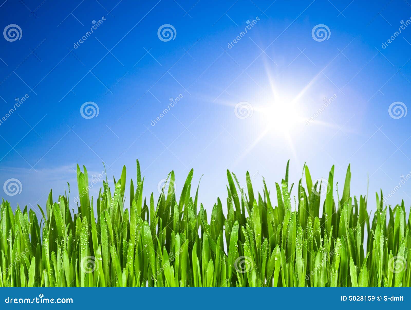 Green grass and blue sky stock image. Image of green, natural - 5028159