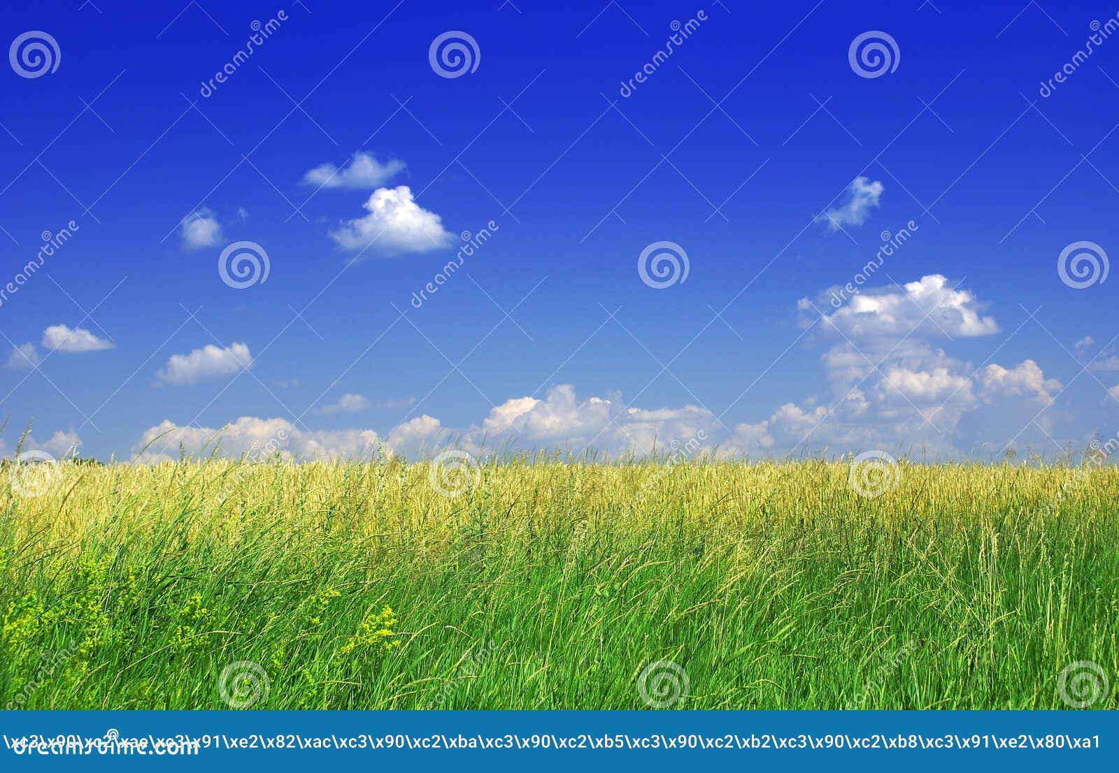 Green Grass And Blue Sky Picture. Image: 5677487