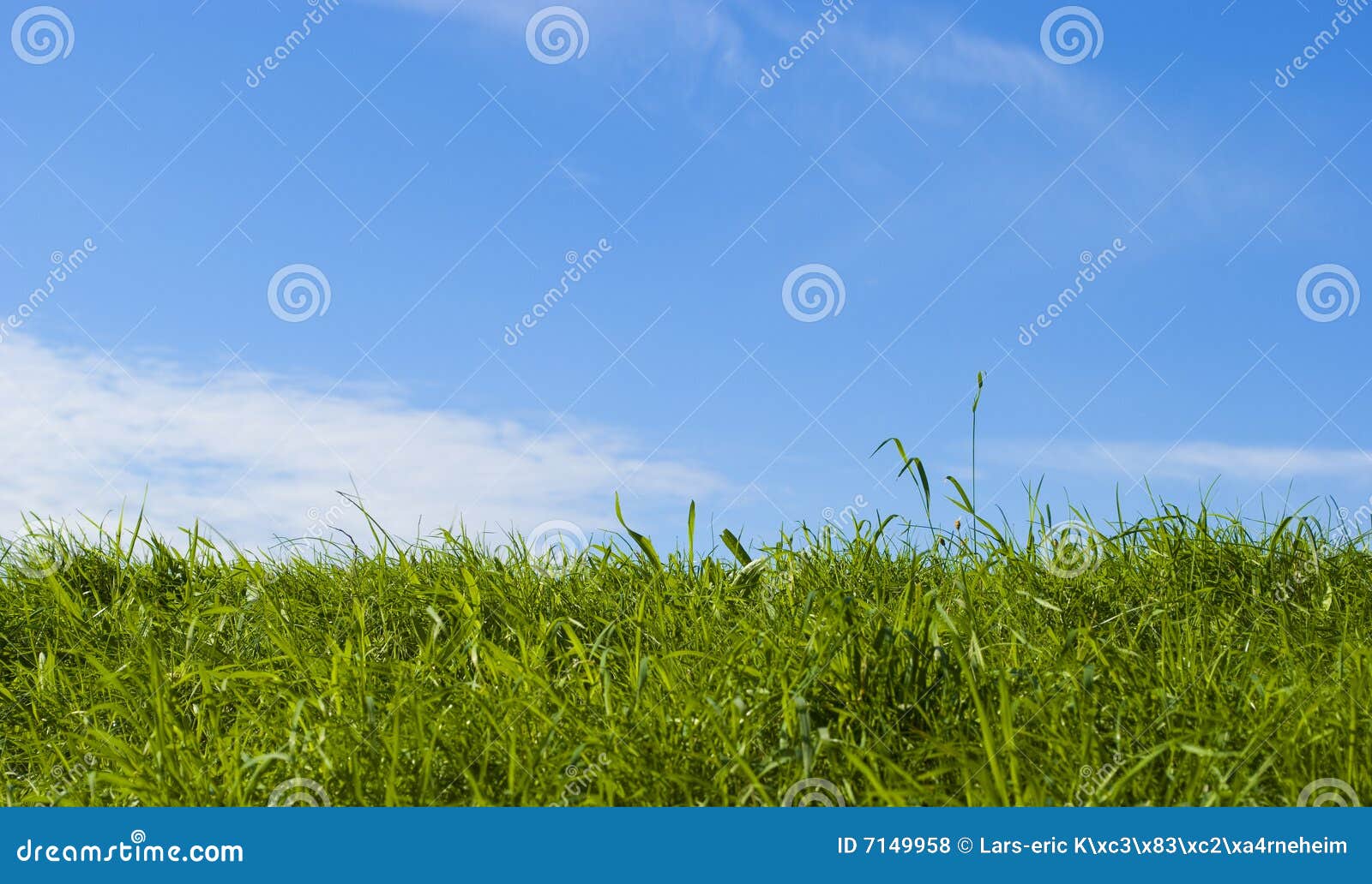 Green grass and blue sky stock photo. Image of landscape - 7149958