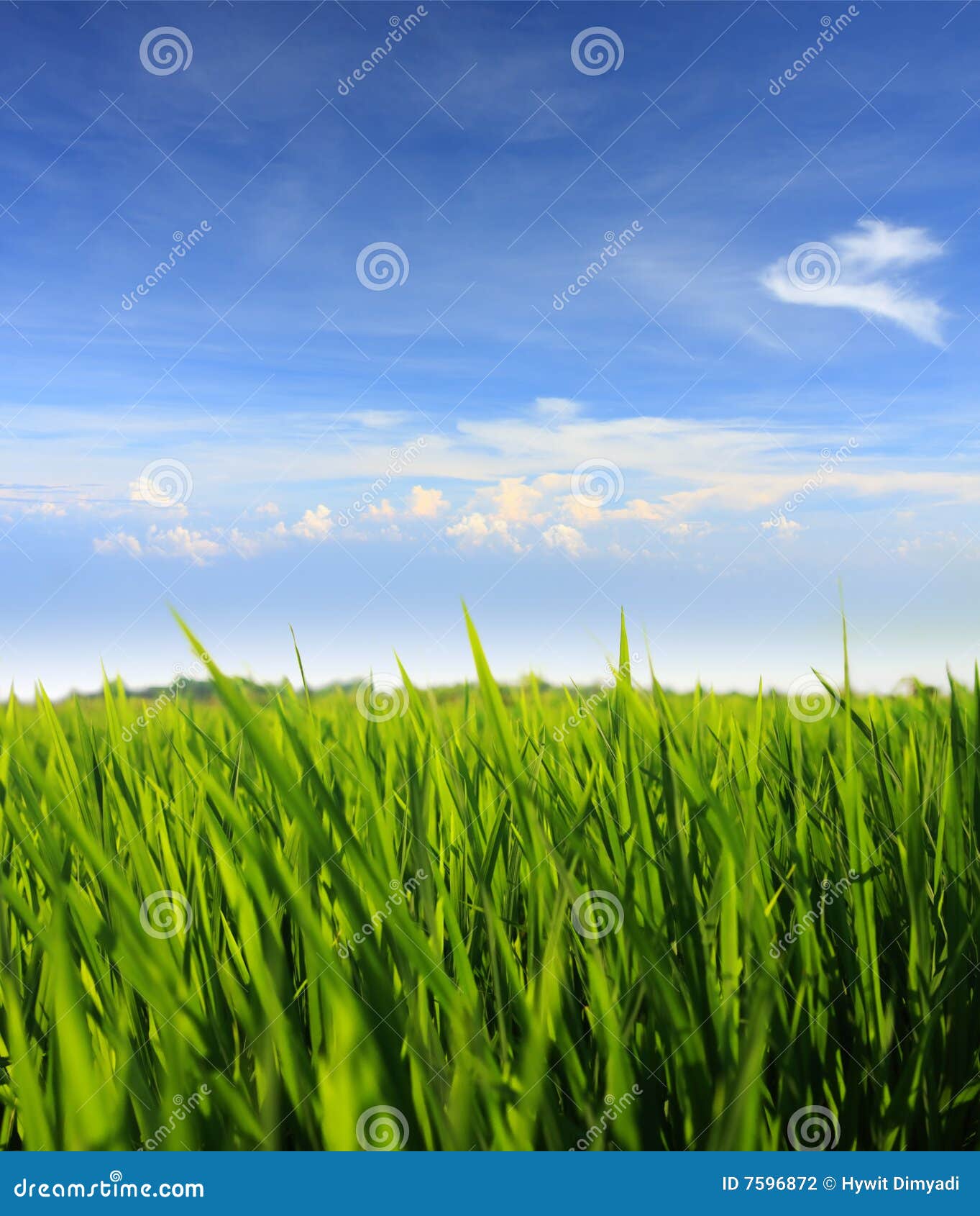 Green grass and blue sky stock photo. Image of issue, field - 7596872