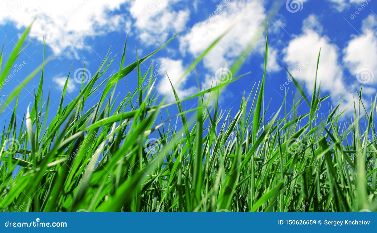 Green Grass and Blue Sky with Clouds. Stock Image - Image of lawn ...