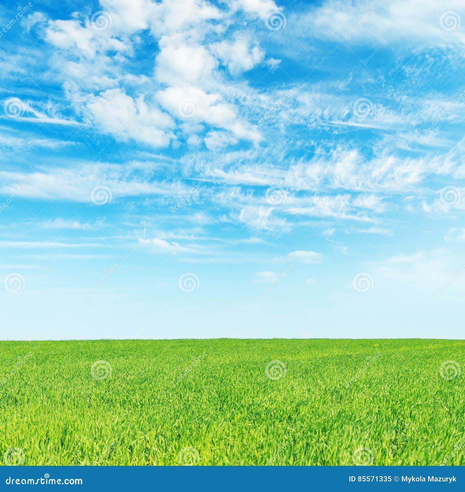 Green grass and blue sky stock image. Image of fresh - 85571335