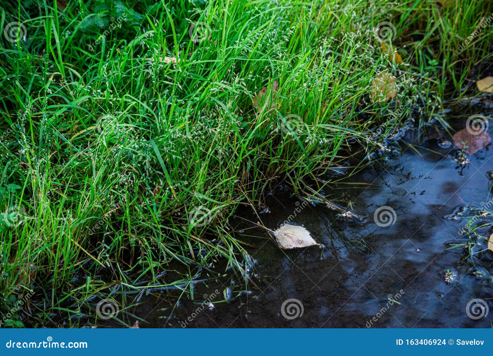 Green grass in blue water stock photo. Image of grass - 163406924