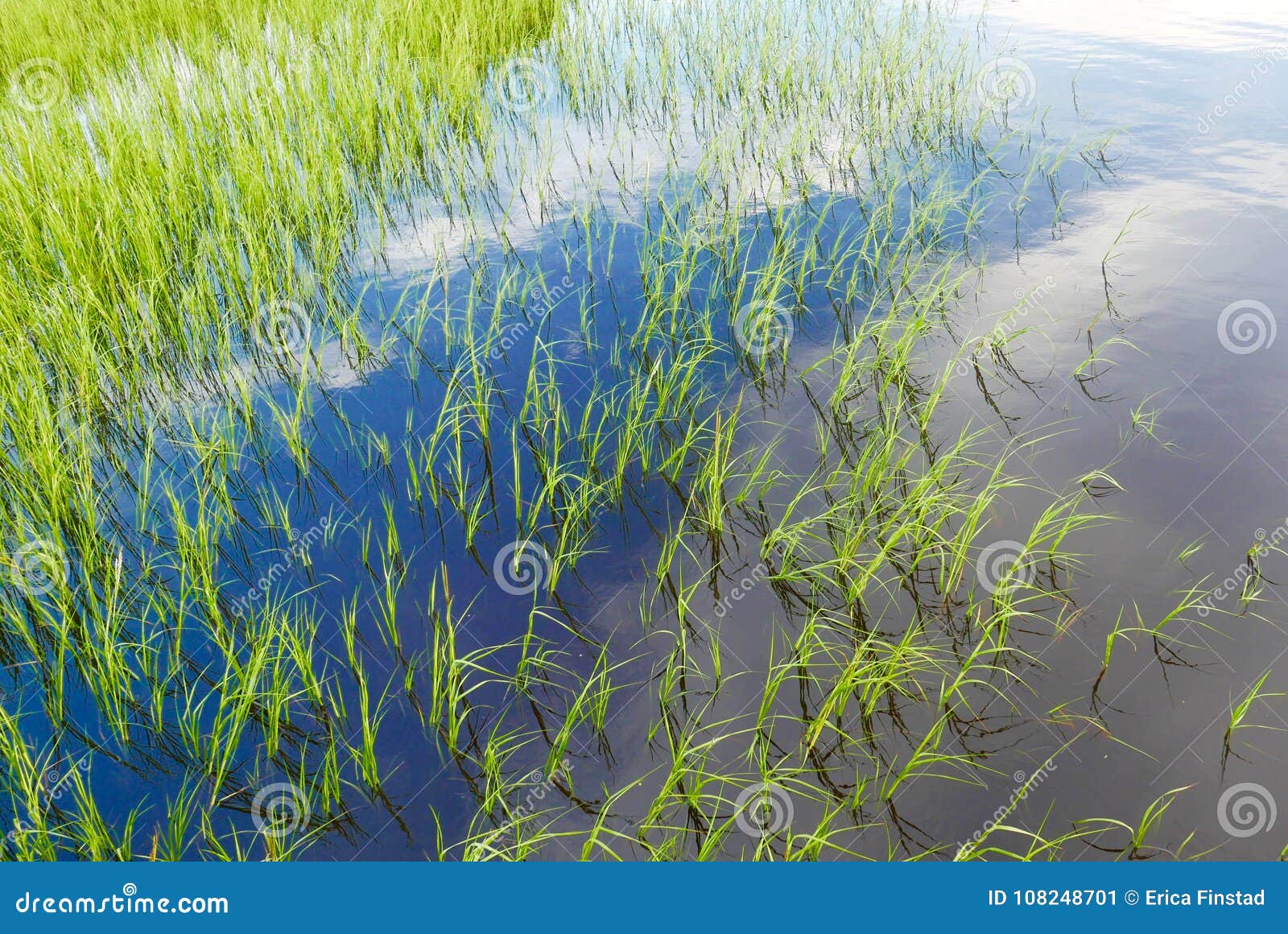 Green Grass in a Blue Water Marsh Stock Image - Image of tranquility ...