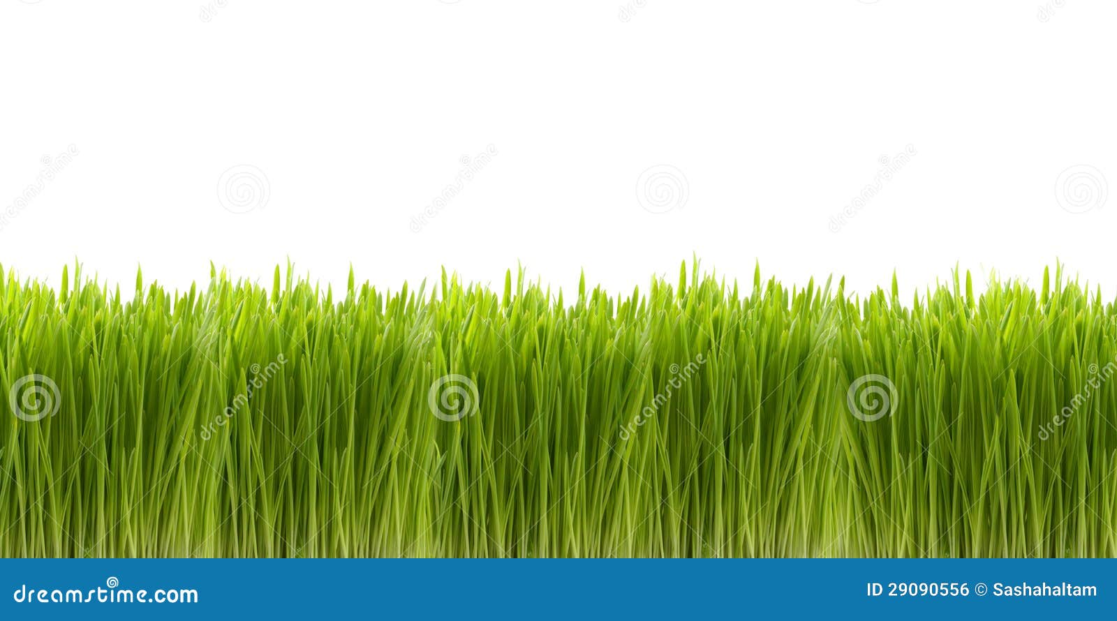Green Grass Border Royalty Free Stock Image - Image: 29090556