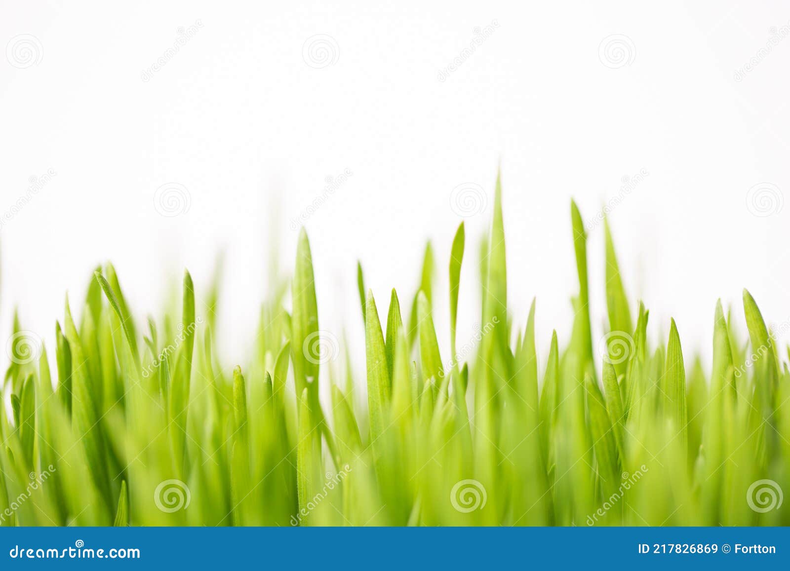 Green grass border stock image. Image of closeup, natural - 217826869