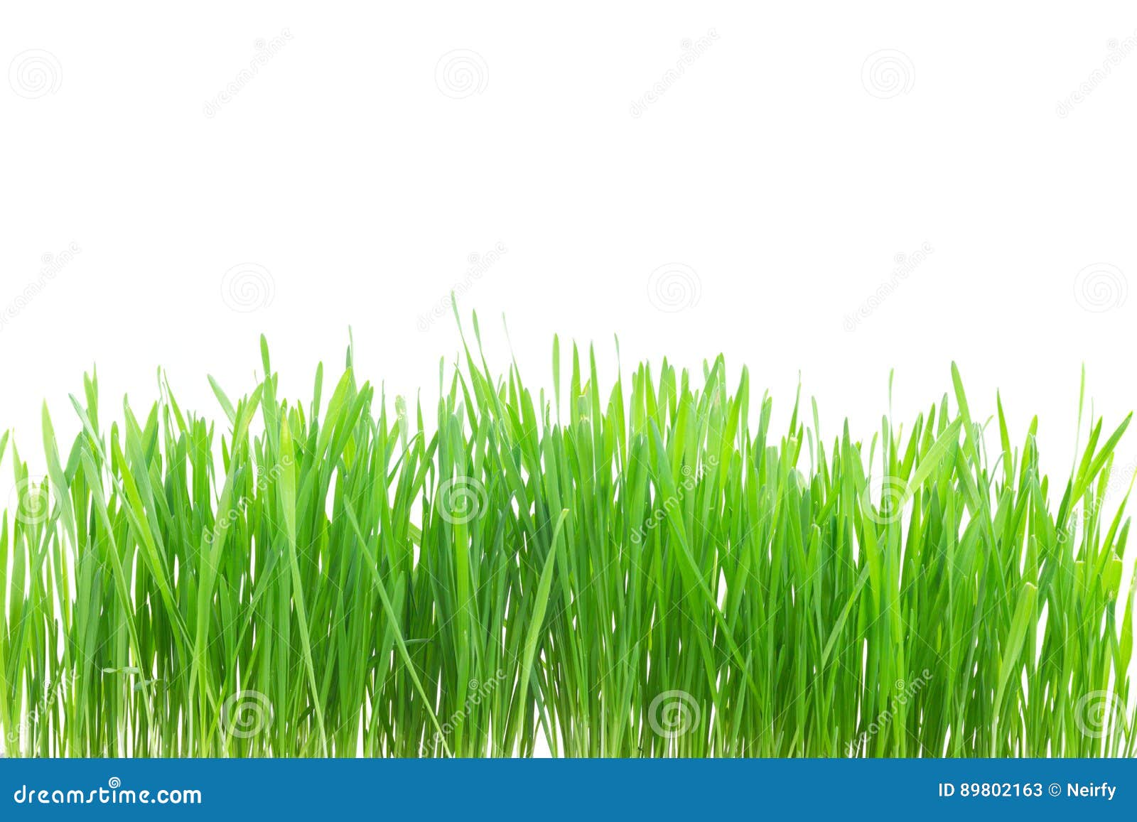 Green grass border stock image. Image of field, fresh - 89802163