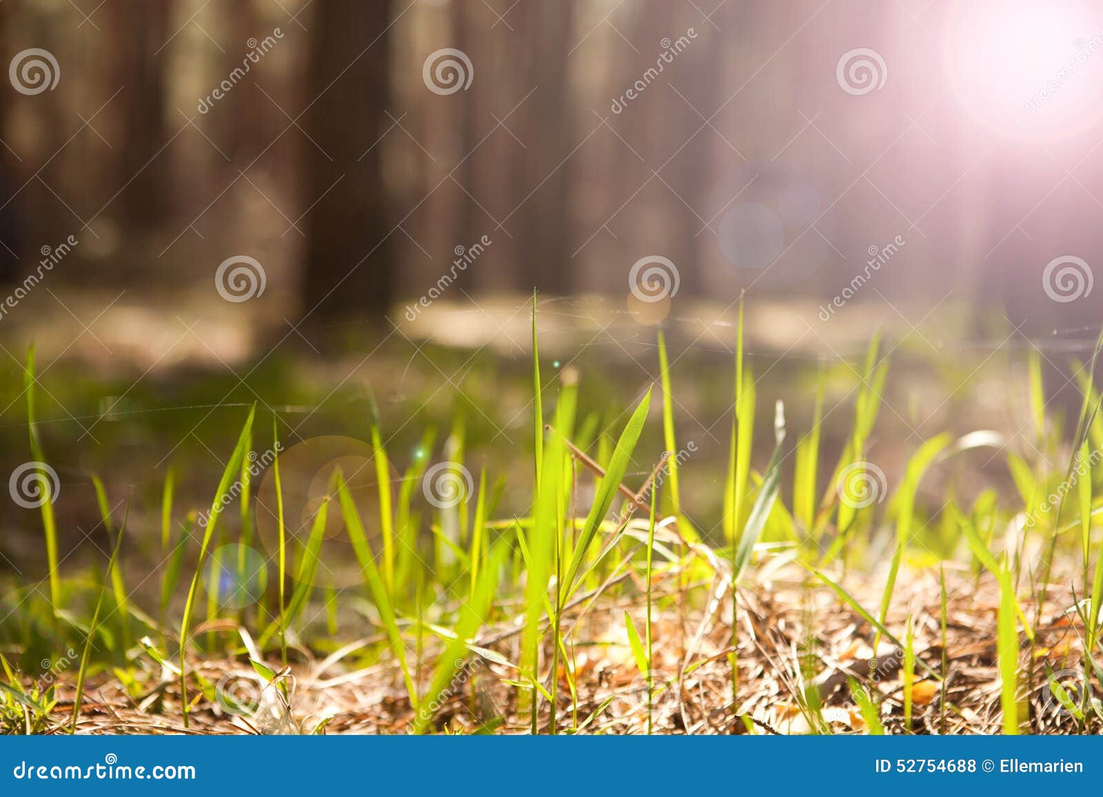 Green Grass with Bright Sunlight Stock Photo - Image of lawn, bright ...