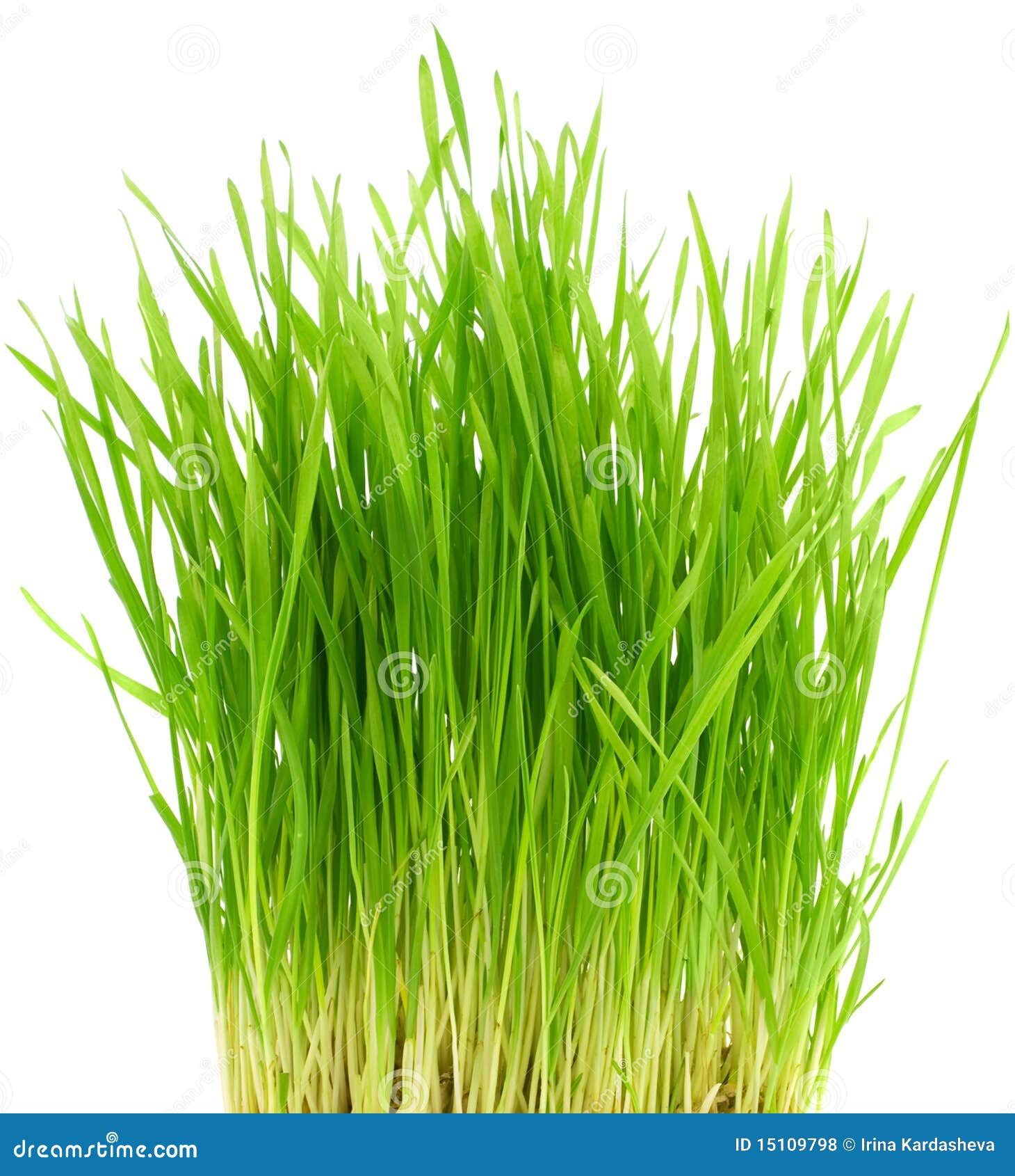 Green grass bush stock photo. Image of white, tranquil - 15109798