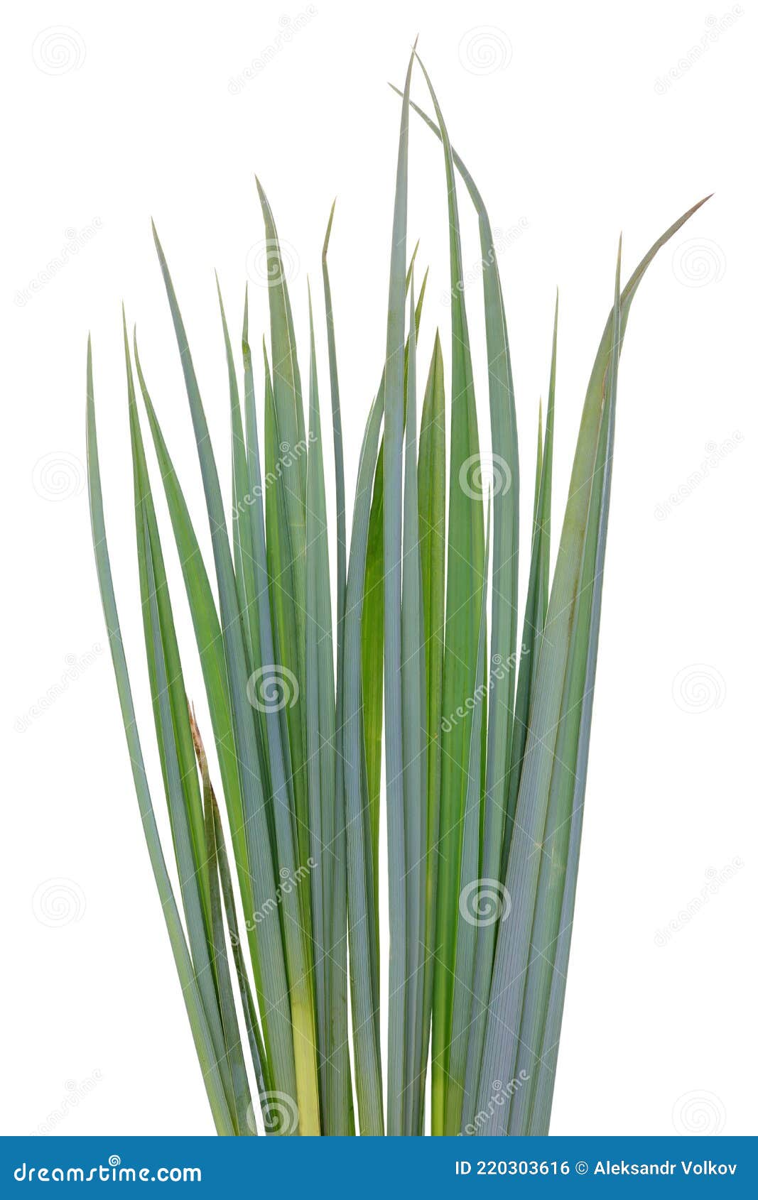 Green Grass Bush Isolated on White Macro Stock Photo - Image of dirt ...