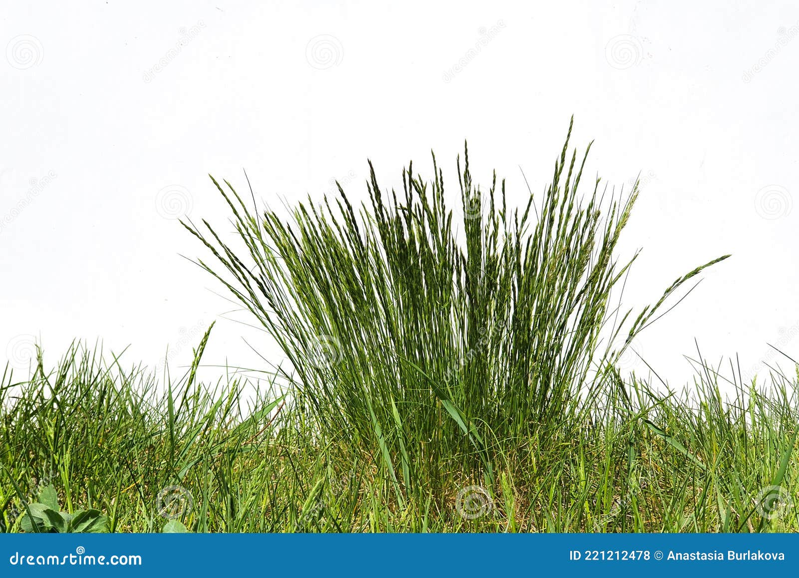 Green Grass and Grass Bush on White Background. Front View Stock Photo ...