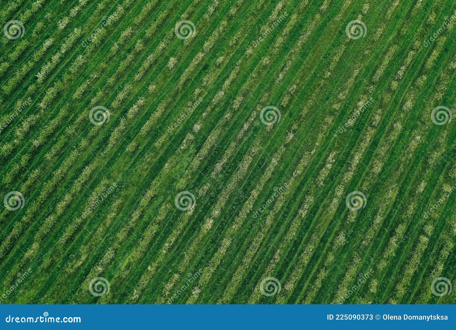 Green Grass and Bushes Top View from a Drone Stock Image - Image of ...