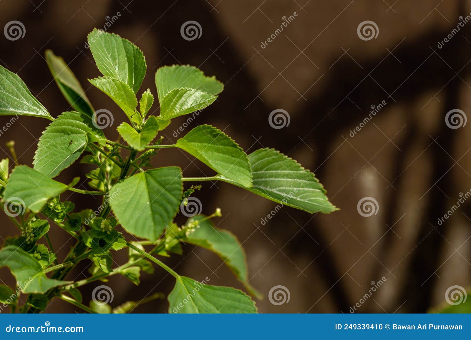 The Green Grass Called Indian Acalypha, on a Sunny Day Stock Photo ...