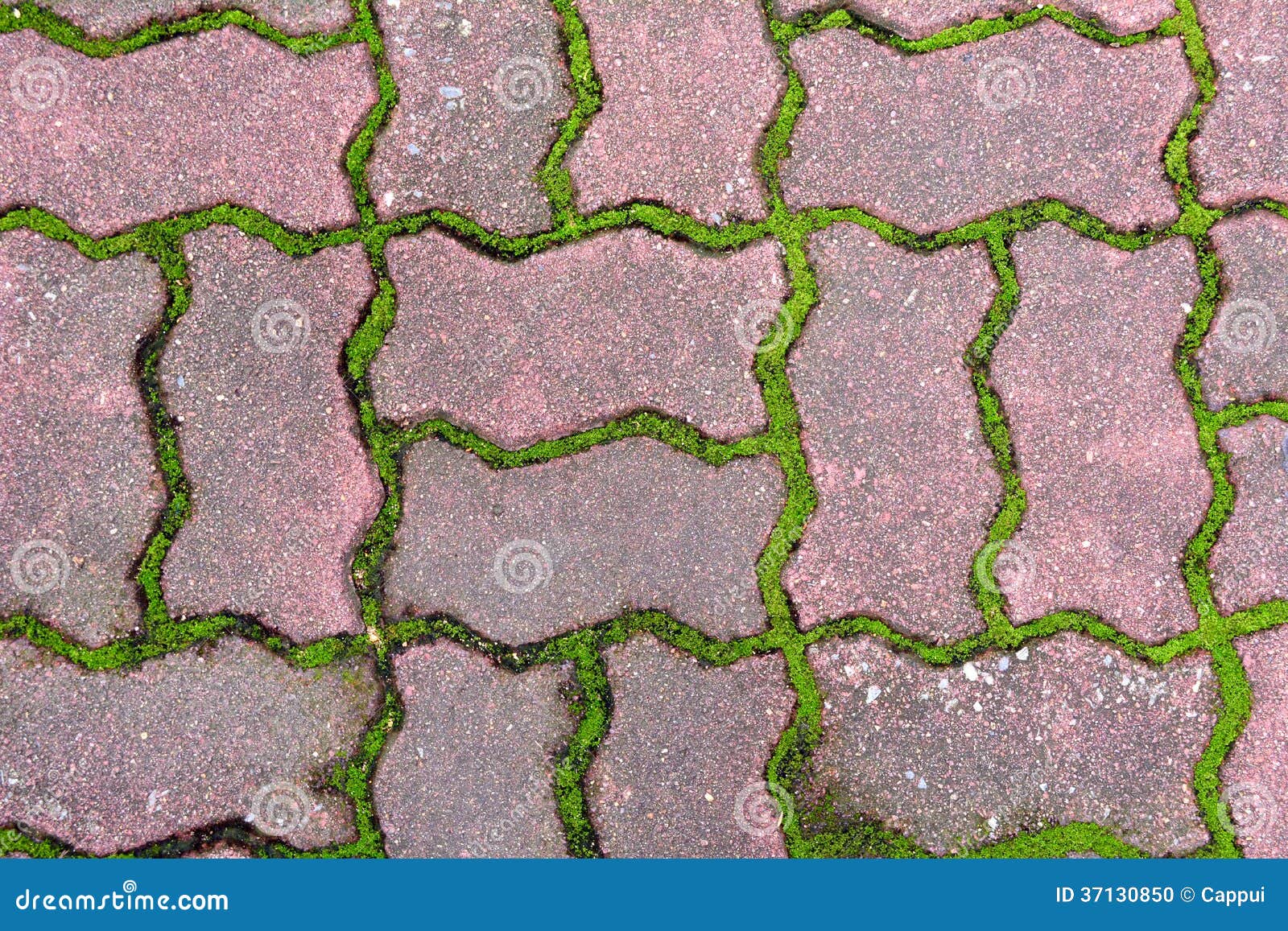 Green Grass between Cement Brick Stock Photo - Image of concrete, rural ...
