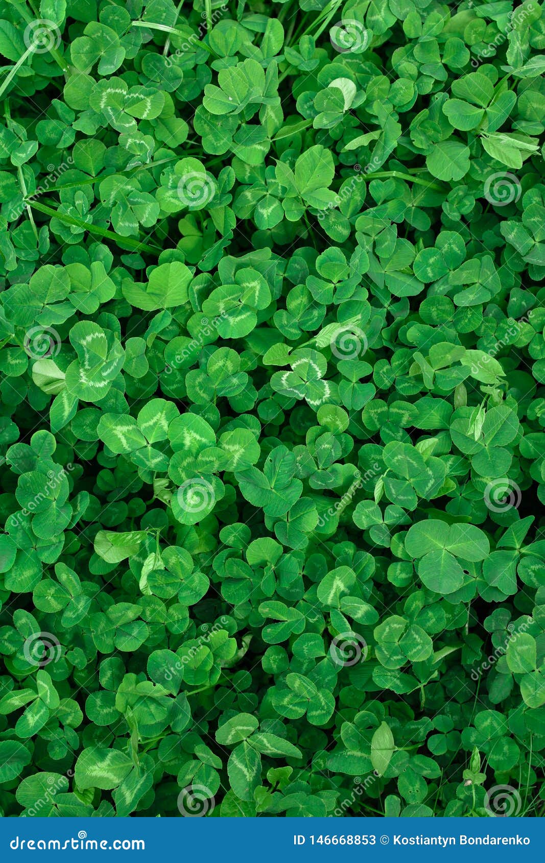 Green Grass Clever stock image. Image of clean, fresh - 146668853