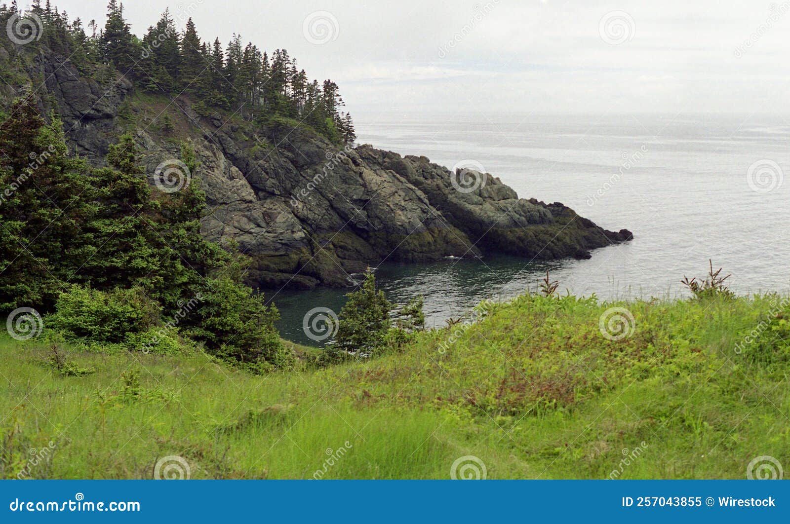 Green Grass on a Cliff Near the Sea Stock Image - Image of water ...