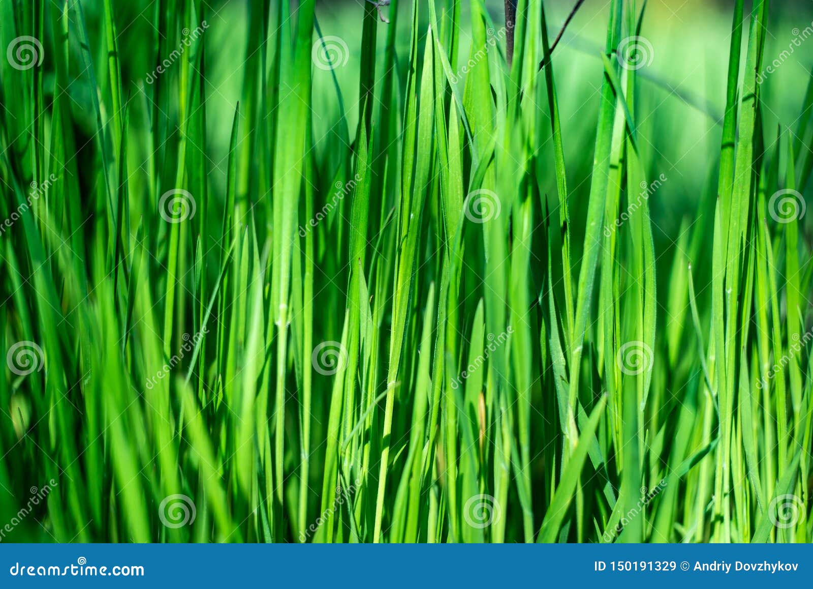 Green Grass Close-up, Front View. Texture of Green Color from Natural ...
