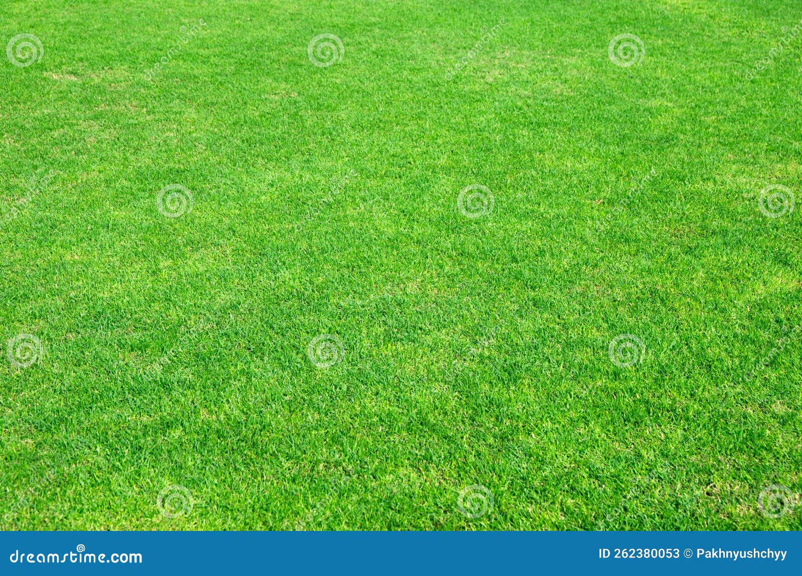 Green grass stock image. Image of verdure, healthy, nature - 262380053