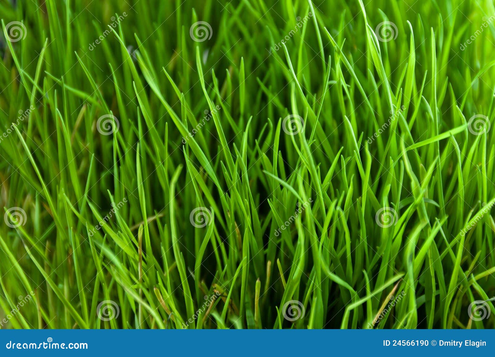 Green Grass Close Up Pattern Stock Photo - Image of macro, garden: 24566190
